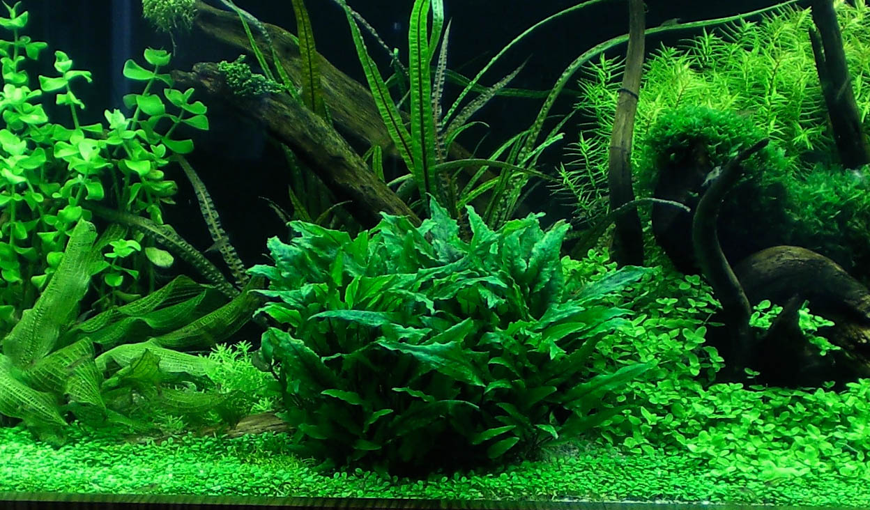 Mengenal Cryptocoryne crispulata var. balansae ~ Aquascape Batang