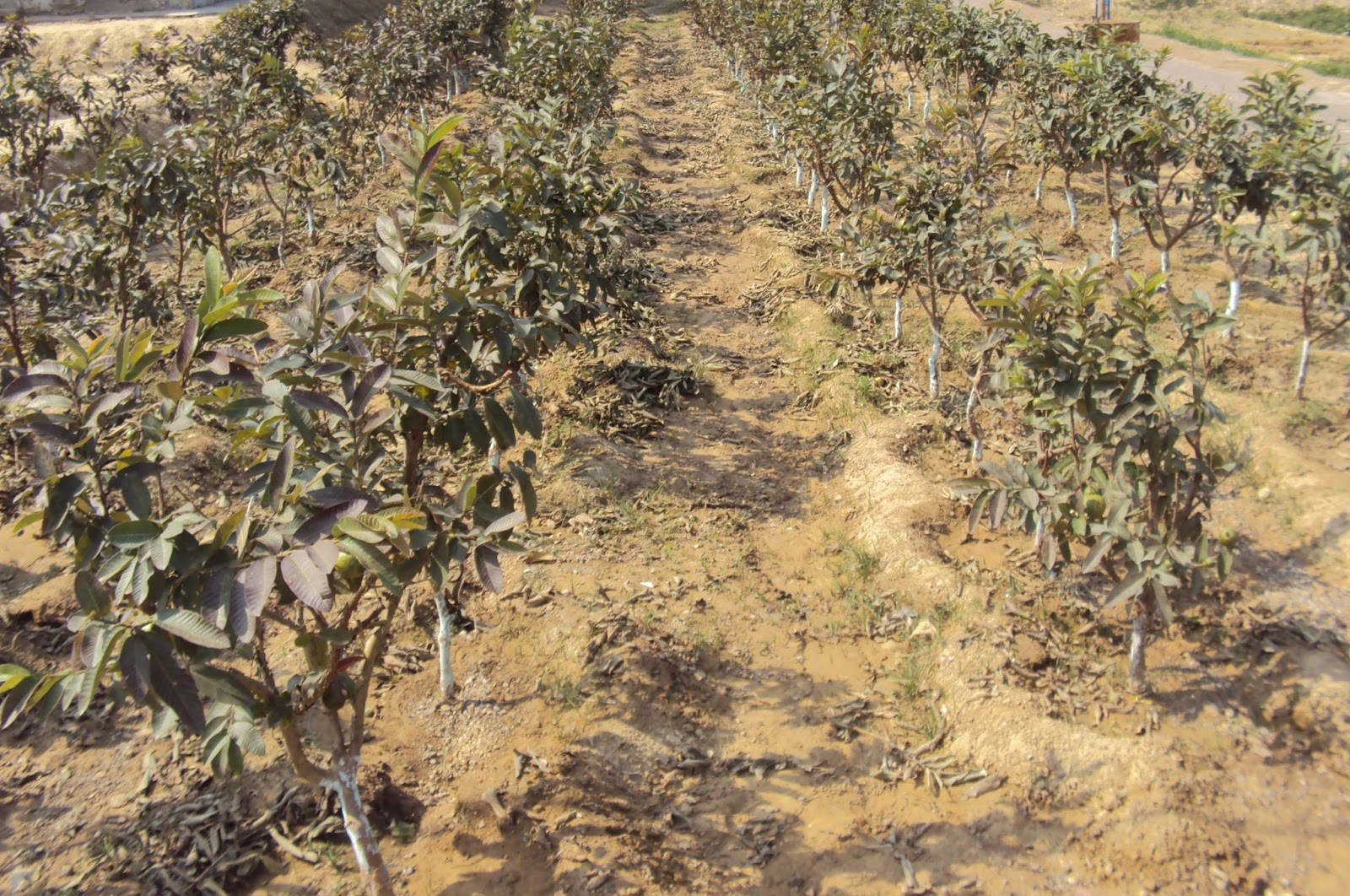 High-Density Orchard: Planting System, Training, Pruning, Merits and ...