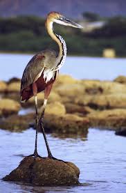Goliath Heron Bird Facts And Pictures | All Wildlife Photographs