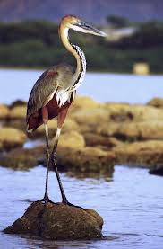 Goliath Heron Bird Facts And Pictures | All Wildlife Photographs
