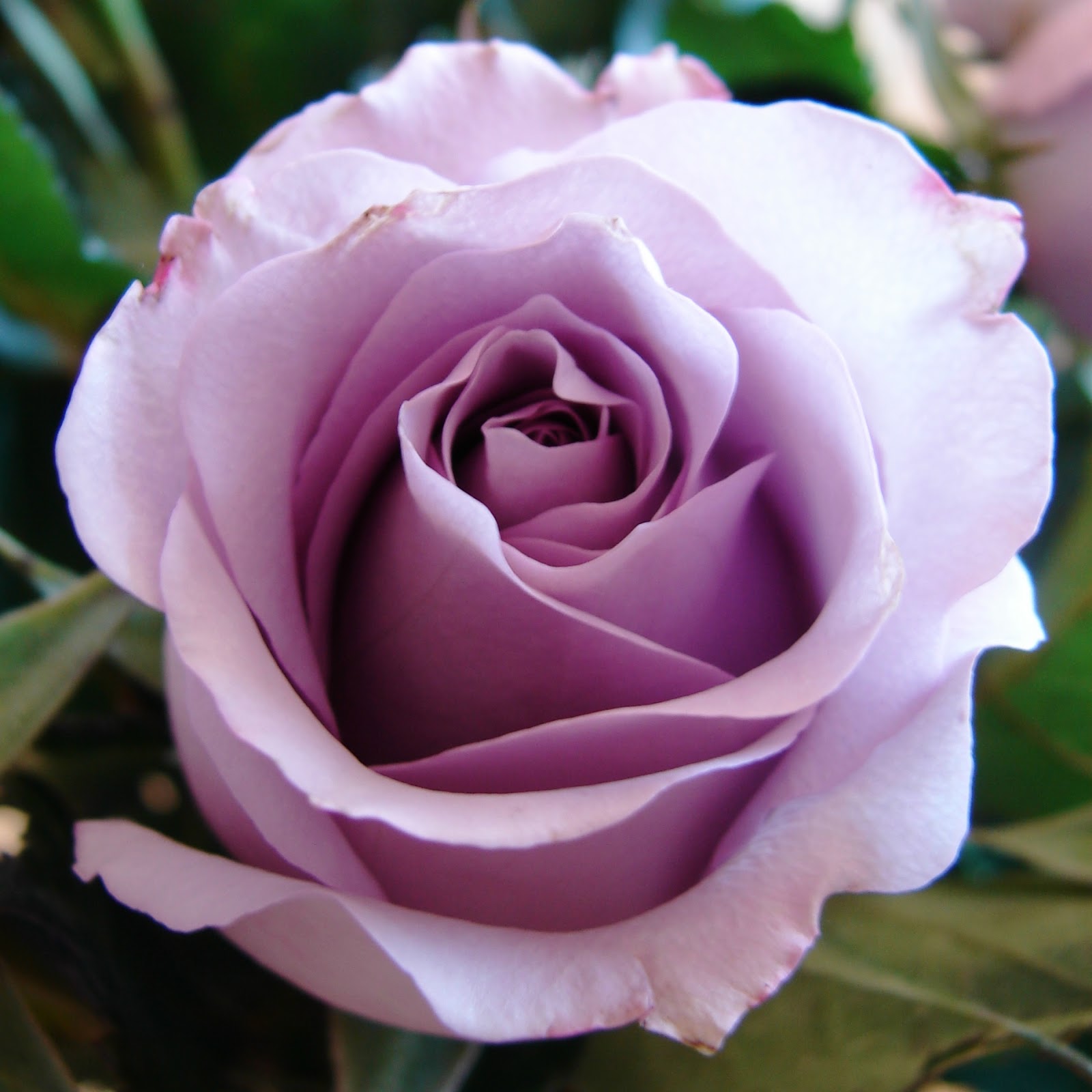 SINGLE PURPLE FLOWER | Kintamaniz & All about purple