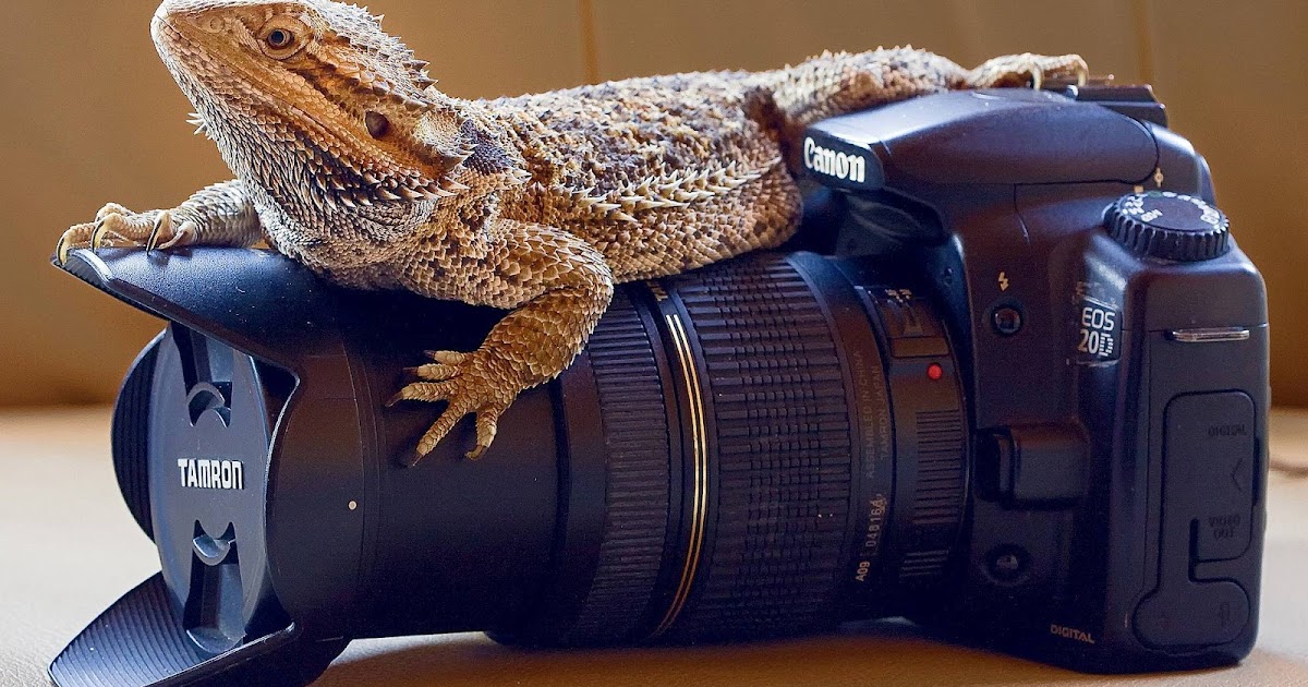Lizard on Camera Wallpaper