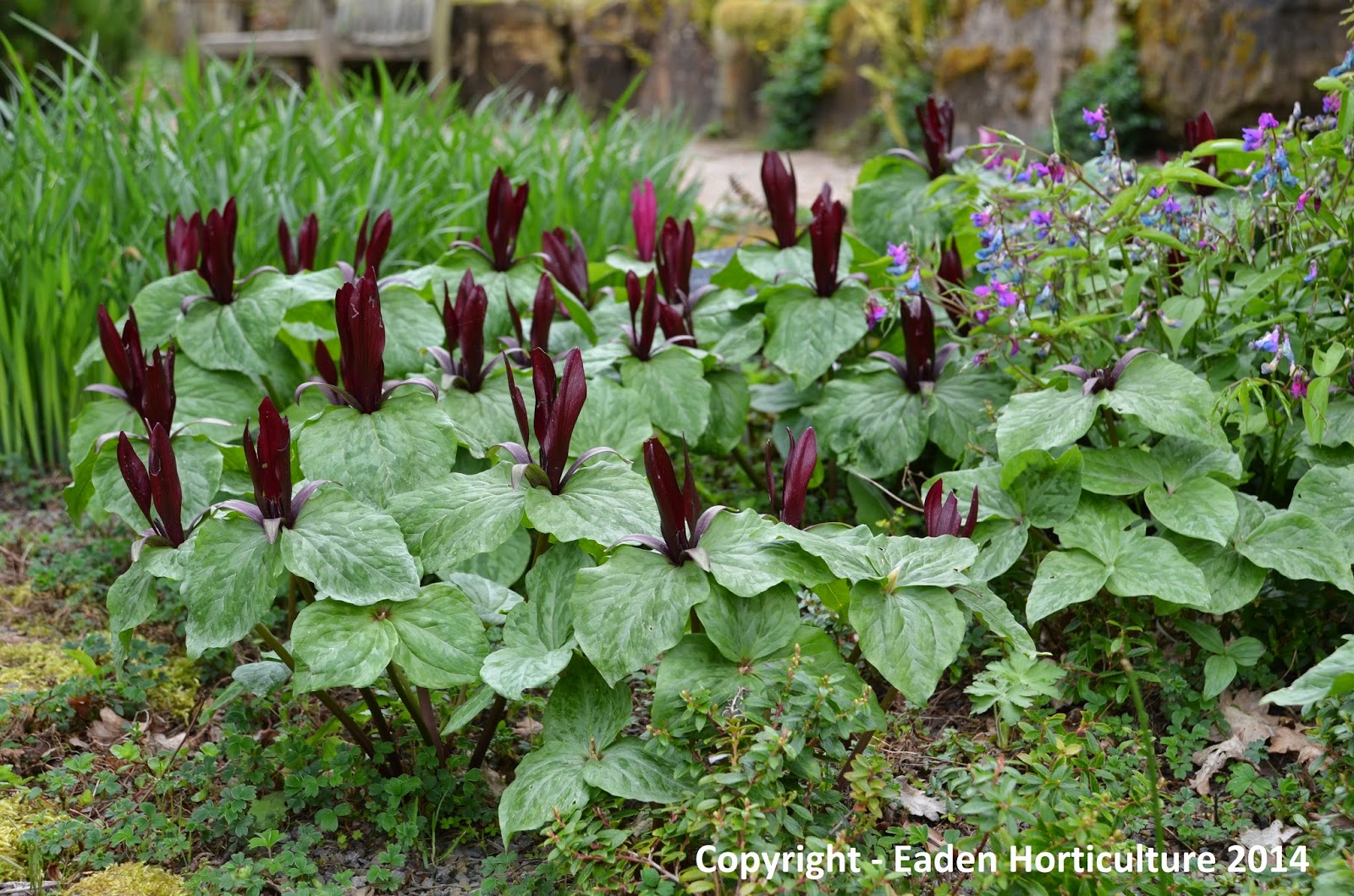 HOW TO GROW TRILLIUMS |The Garden of Eaden