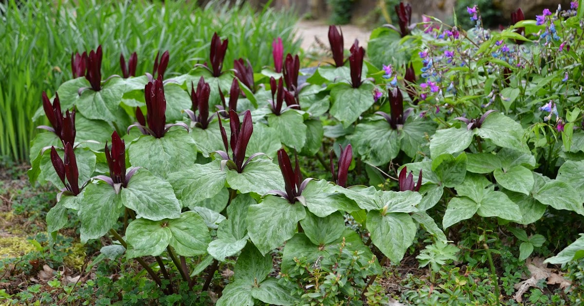 HOW TO GROW TRILLIUMS |The Garden of Eaden