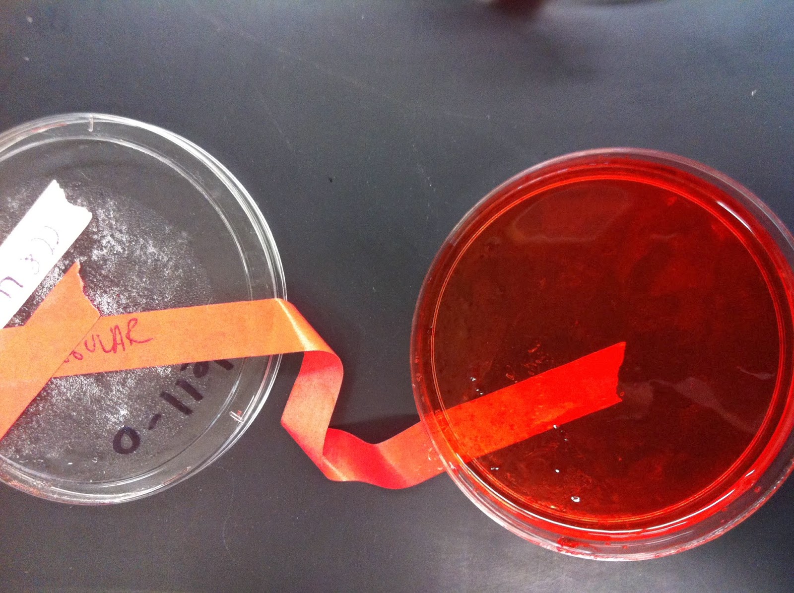 Linfei's Bio Blog: No love for Pineapple --- The Jell-O Lab