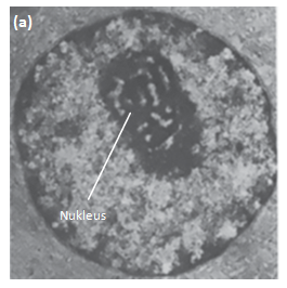 Struktur Inti Sel (Nukleus) dan fungsinya | Biologi and Scinece