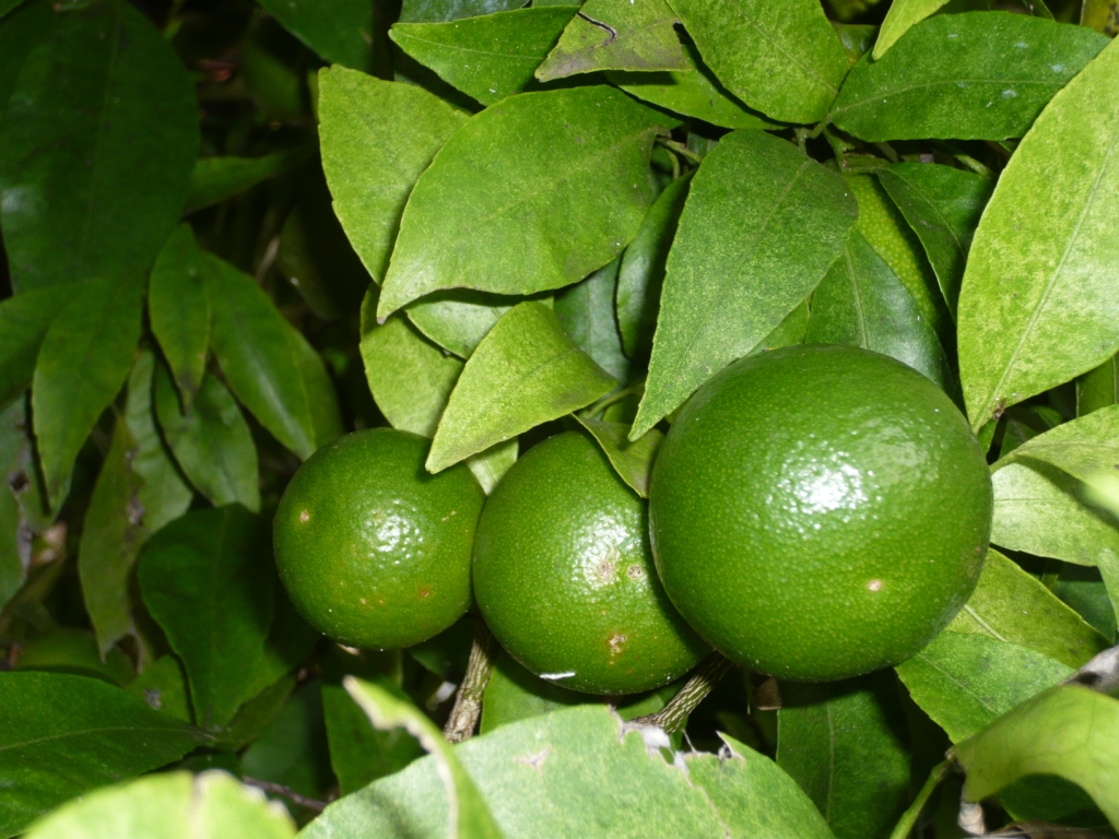 Riacho da Joaninha: Tangeras e tangerinas