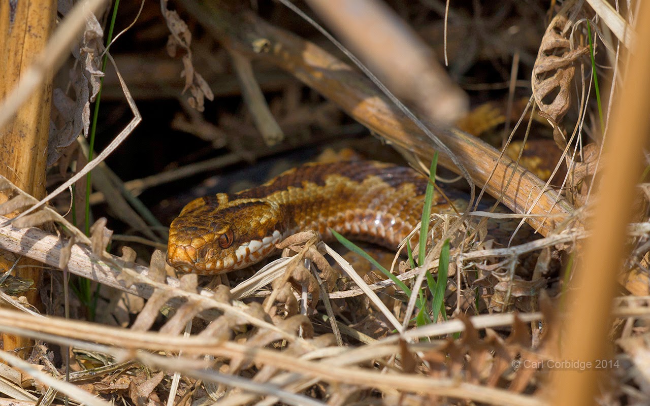 Yorkshire Field Herping and Wildlife Photography: March 2014