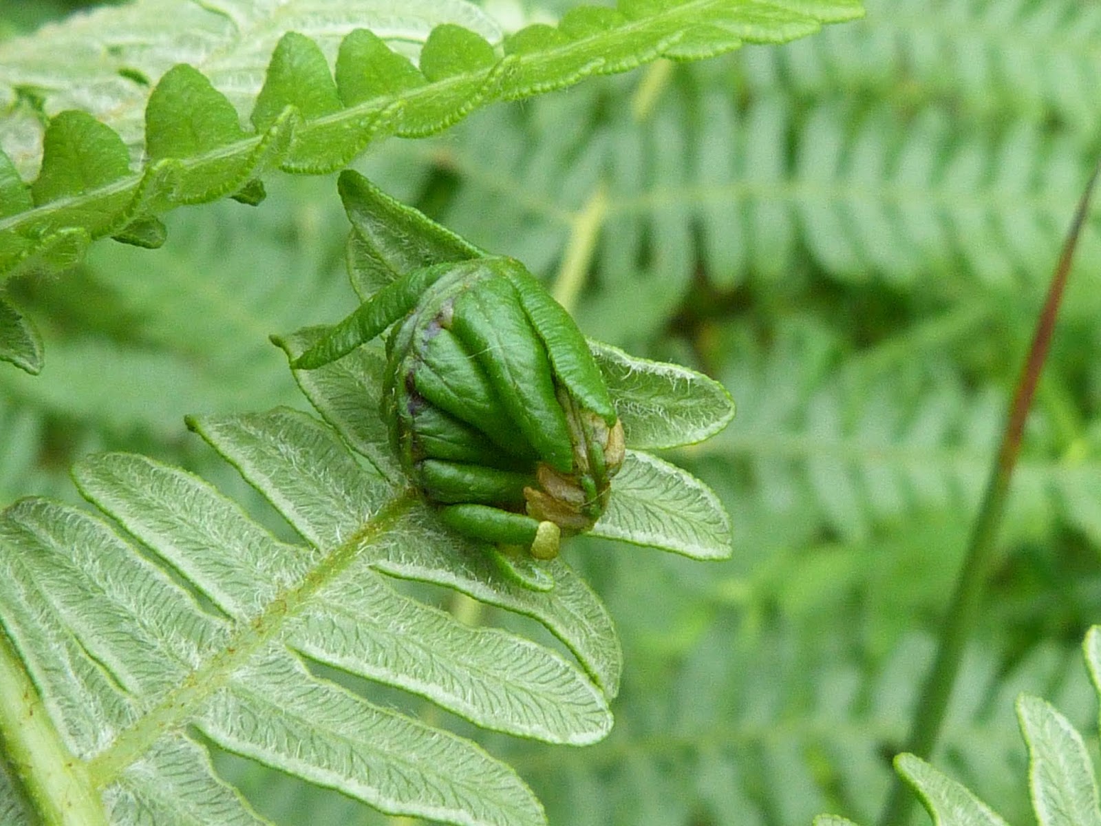 Insects of Scotland: Galls/Leaf-miners