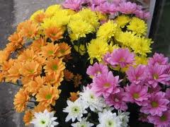 Florilegiu floral: Crizanteme