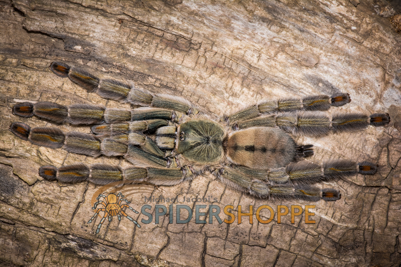 Kiss My Big Hairy Spider: #55 - PHOTOGRAPHY