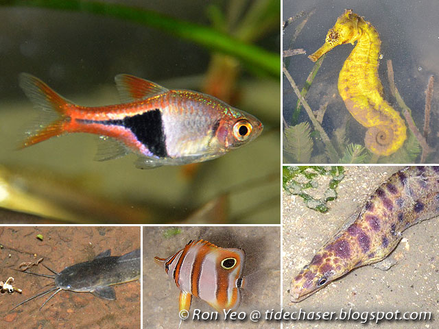 tHE tiDE cHAsER: Chordates (Phylum Chordata) of Singapore