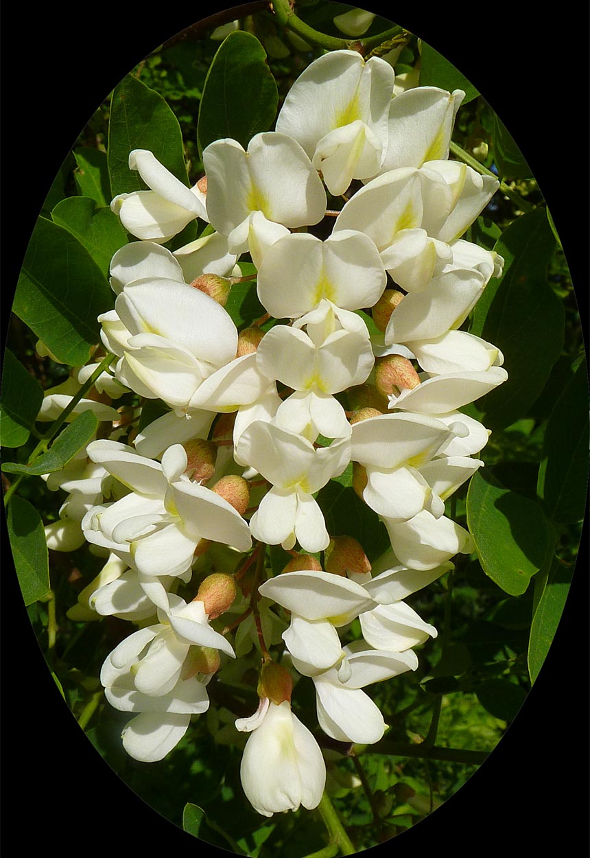 Living the life in Saint-Aignan: Fleurs d'acacia