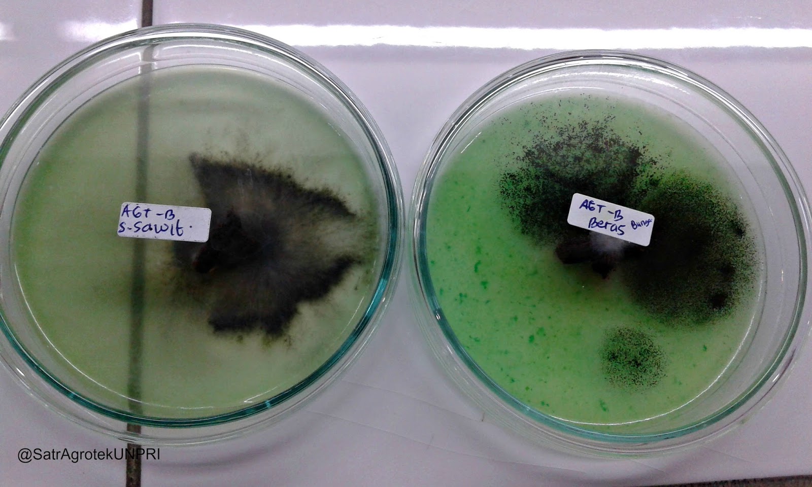 Pembuatan Berbagai Media Biakan Buatan Untuk Menumbuhkan Jamur ...