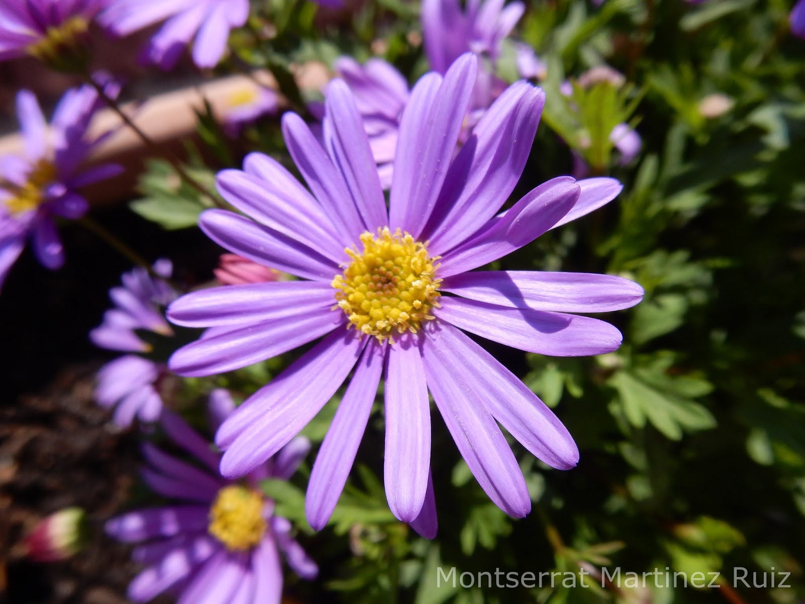 BRACHYSCOME - BOTÀNIC SERRAT