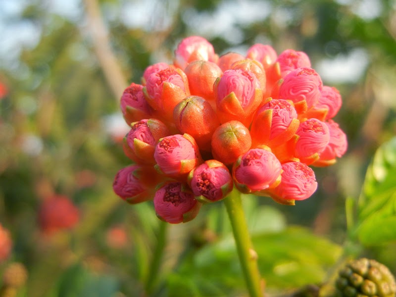 sachin's corner: The blooming of a powder puff flower