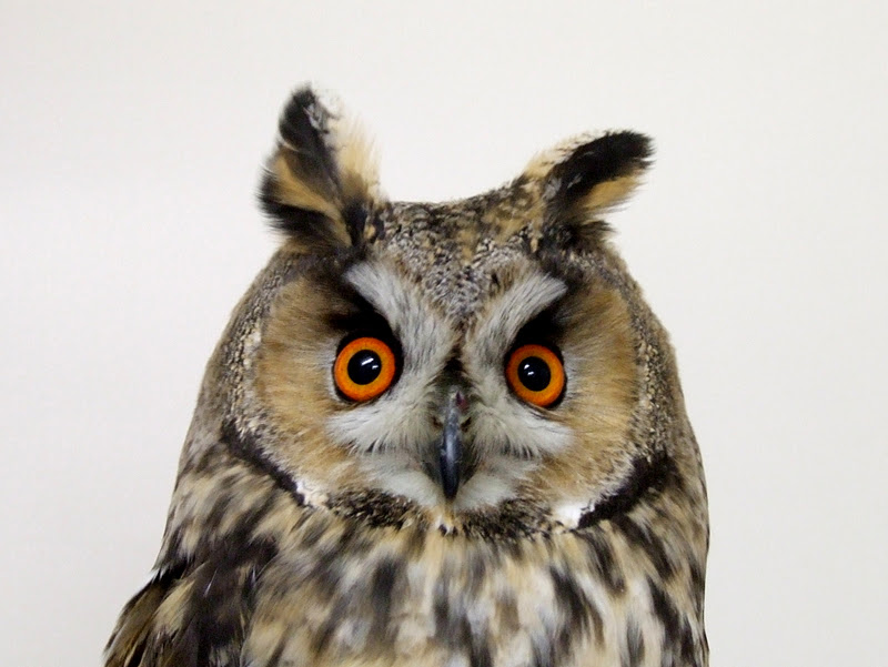 Fair Isle: Sparrow Hawk & Long-Eared Owls in the Ringing Room Tonight!