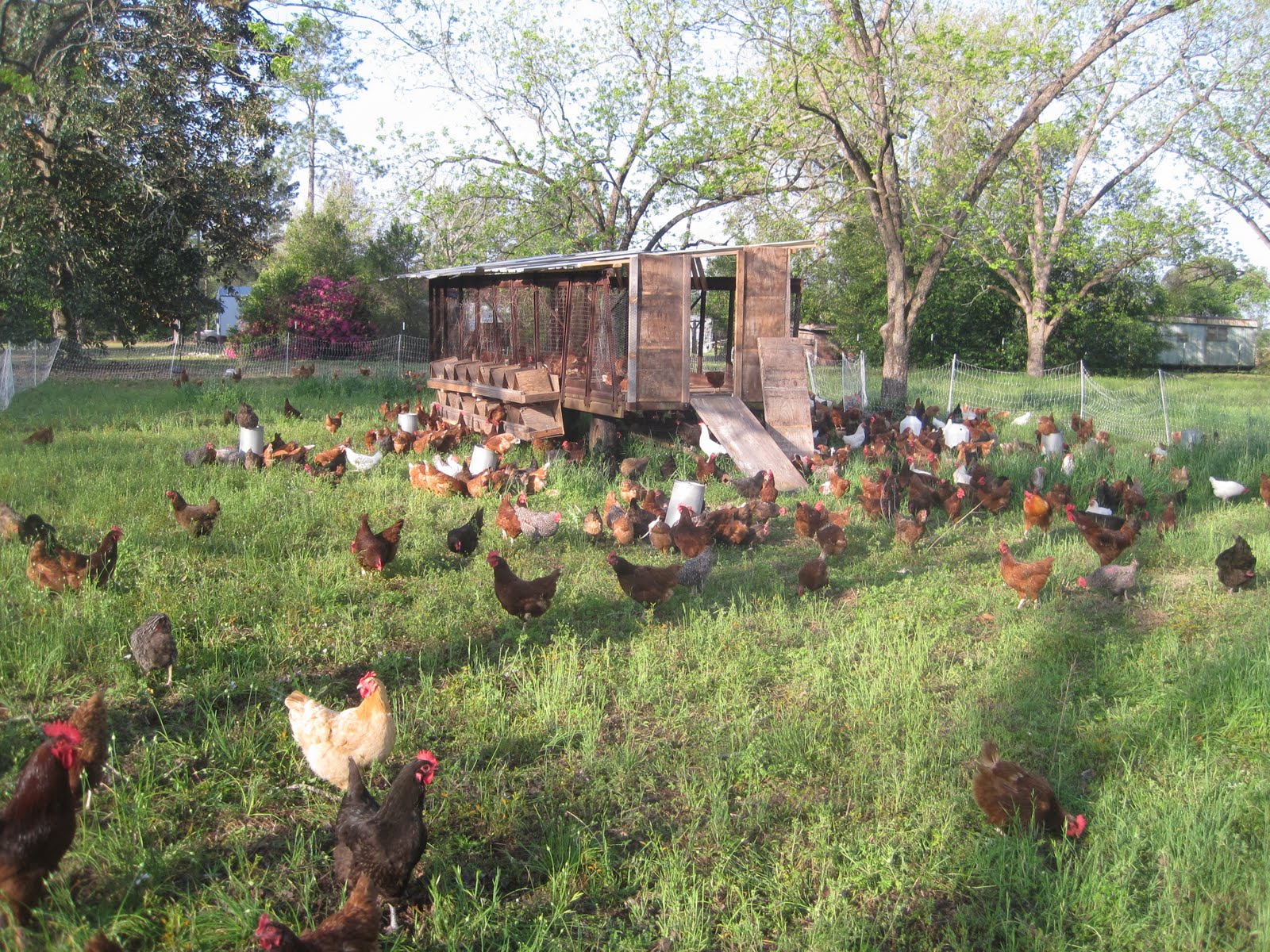 FRESH FARMING: The Chicken Wagon