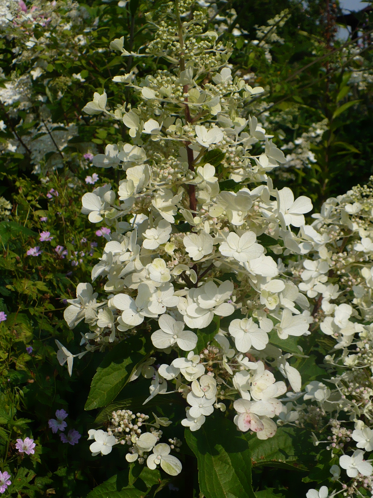 Hydrangea, Hortensja: Hydrangea paniculata (Hortensja bukietowa)'Ruby ...