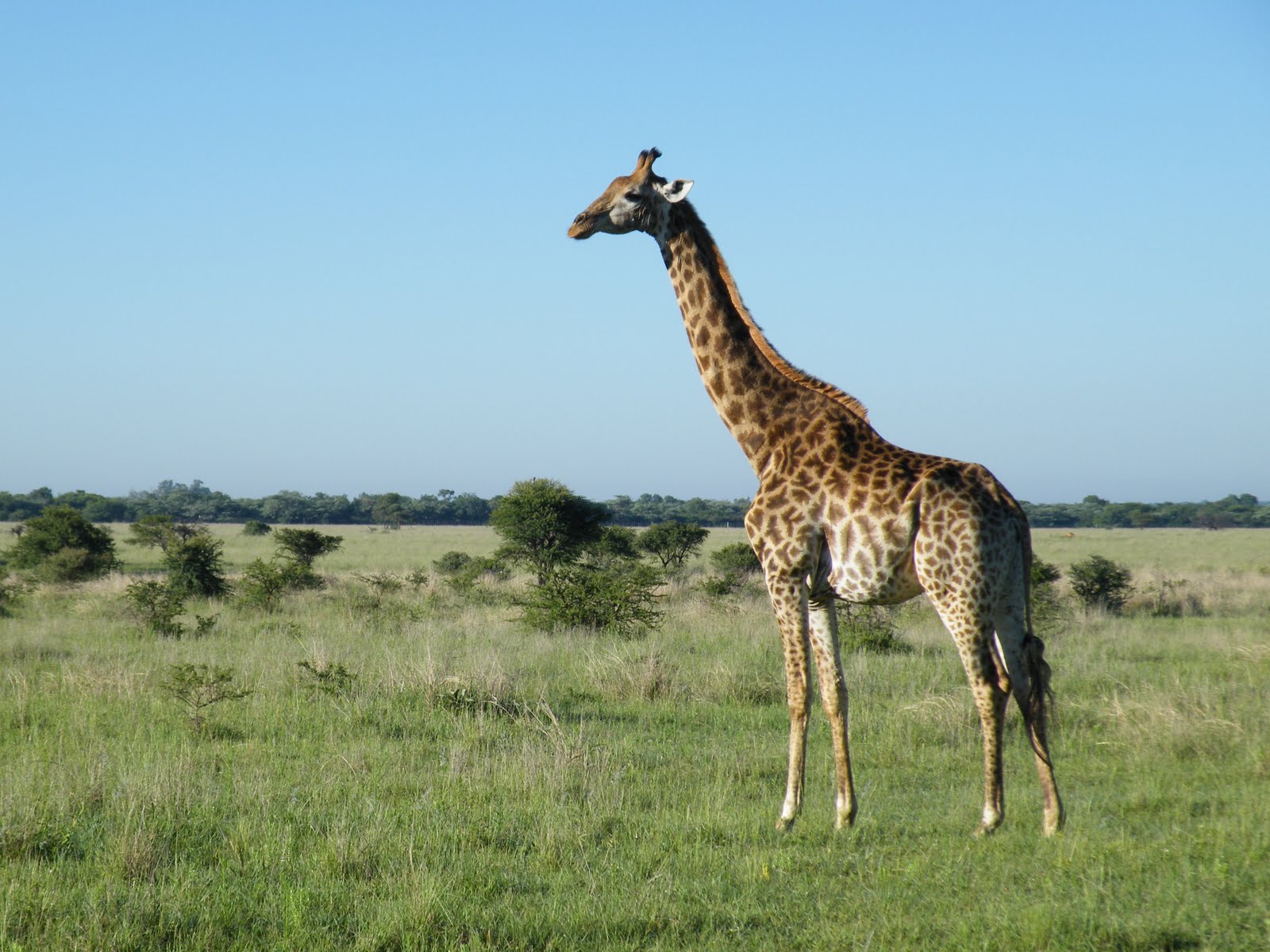 AfricaNotion: A Tower of Giraffes
