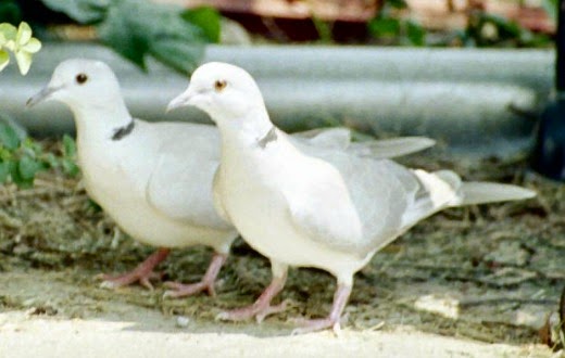 grupo literatura en Pozuelo: PAREJA DE PALOMAS