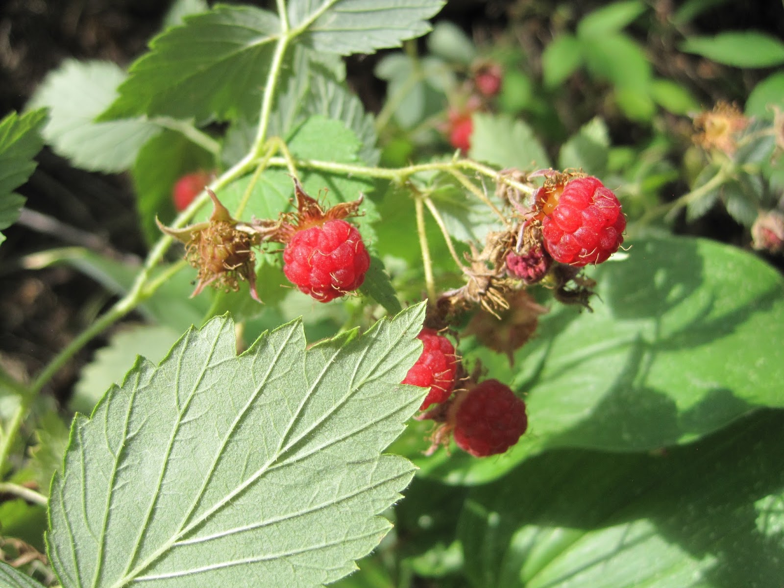 2016 hikes: Wild raspberries