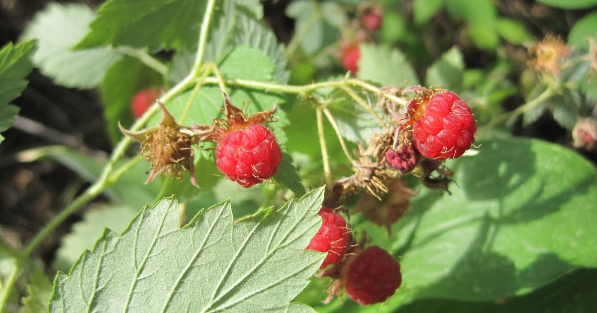 2016 hikes: Wild raspberries