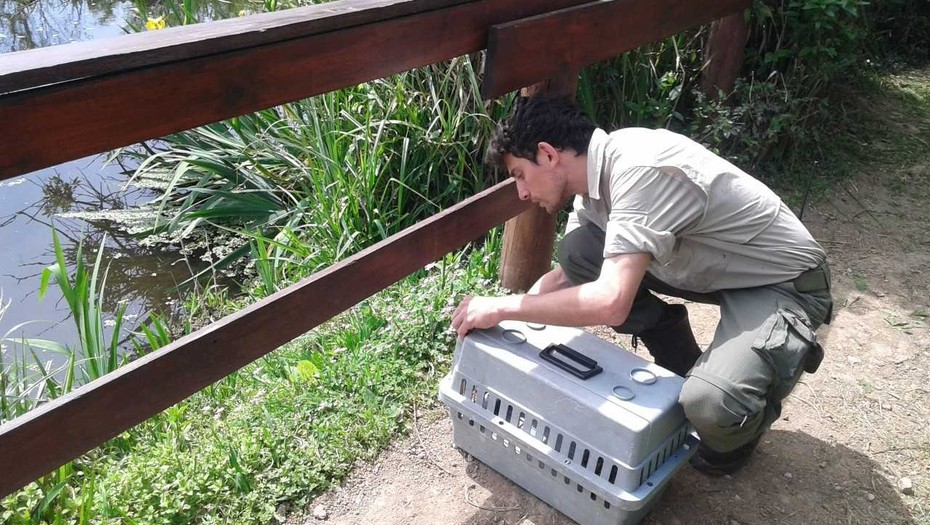 ASOCIACION ECOLOGISTA RIO MOCORETA: LIBERAN MACA COMUN