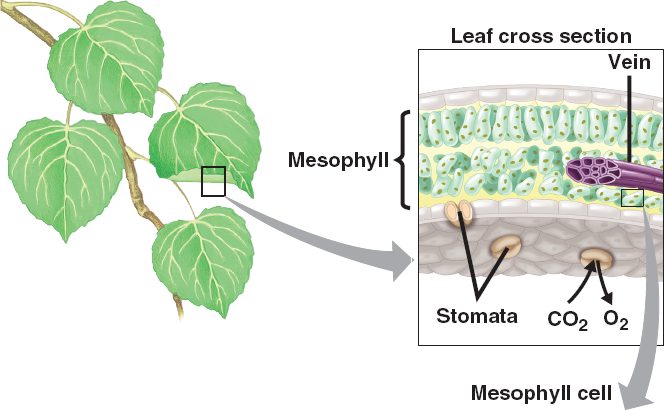 Science Doing: Chloroplast Cell Organelle: A Symbiotic Cyanobacteria