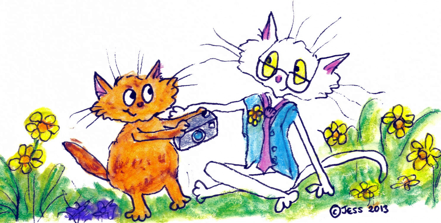 Idgie the Cat: Angus the Kitten takes a Photo