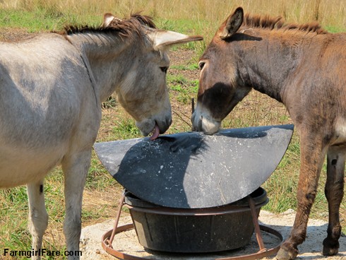 Farmgirl Fare: Tuesday Baker's Dozen Dose of Seven Donkey Cute