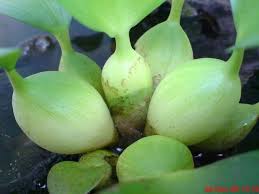 ayam pelung genotype: Manfaat Daun Enceng Gondok Untuk Ayam