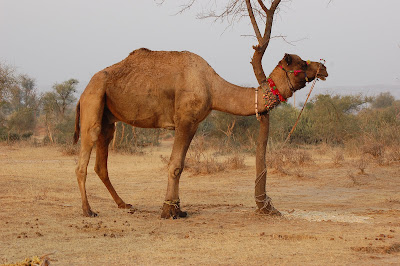 Camel | Facts and Nice Photos-Images | The Wildlife