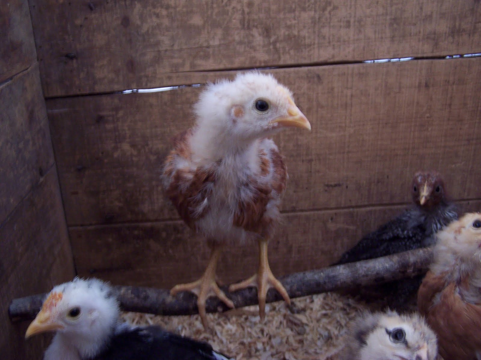 4 Hots Peaceable Kingdom: Is This A Baby Hawk?