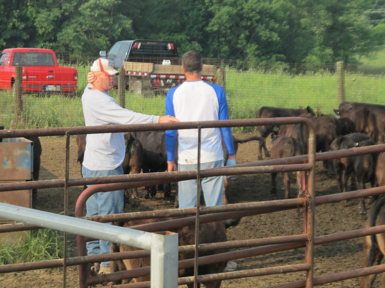 for the love of beef: Making the Leachman Bull Cut