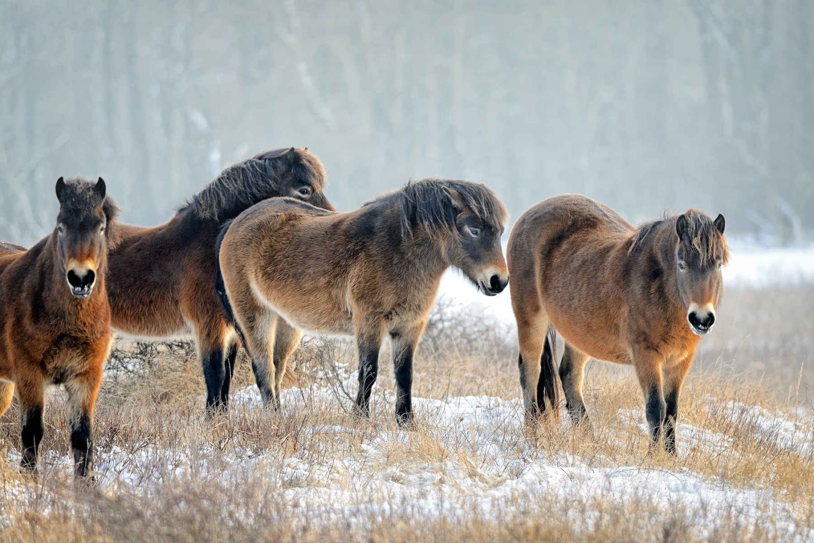 Horse Life and Love: Do horses feel the cold?