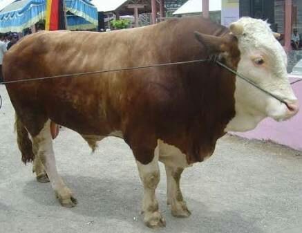Harga Terbaru Sapi Simmental 2017, Pedet Hingga Siap Potong | Gemar ...