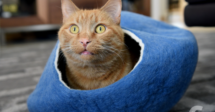 GLOGIRLY: Cat Pod, Cat Pod, Everywhere a Cat Pod