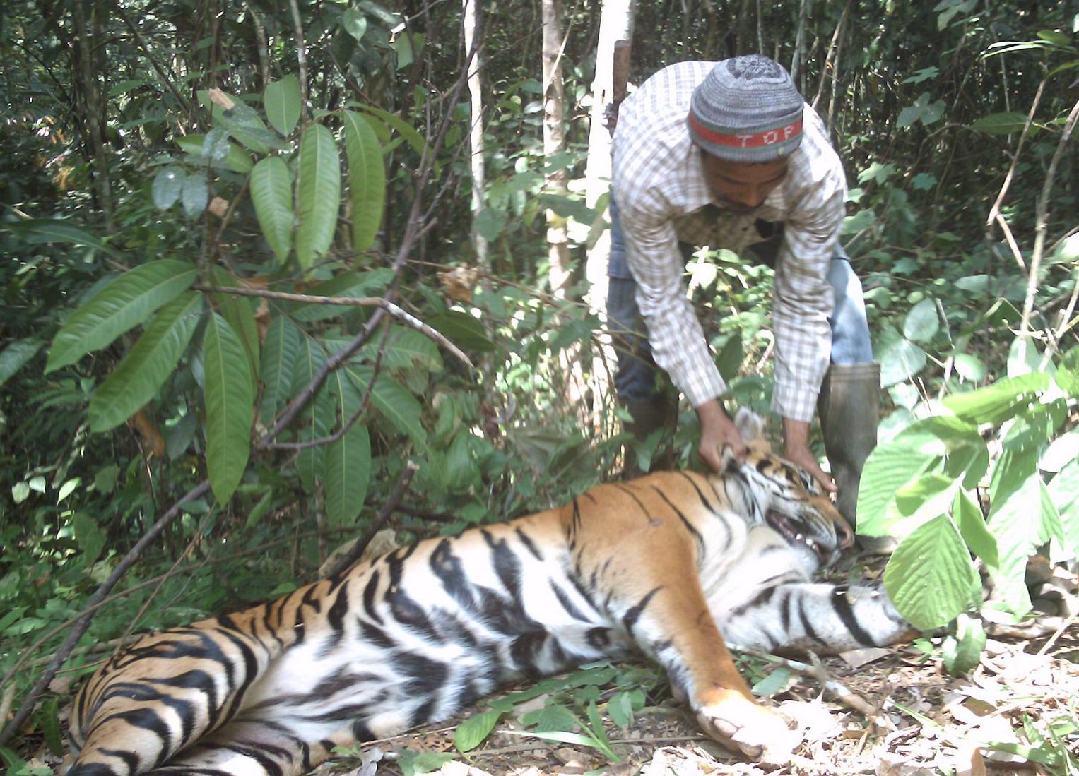 Epicentrum World: The Existence of A Rare Sumatran Tiger is ...