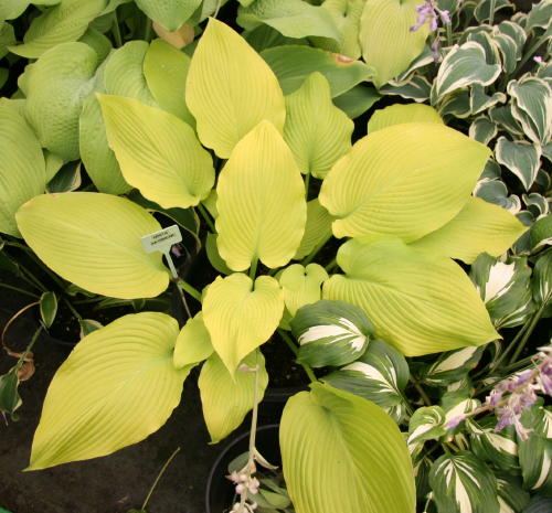 Dr. Dan's Garden Tips: Handsome Hostas