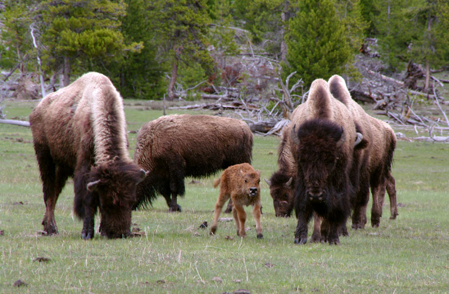 Ross Walker photography: Bison Baby