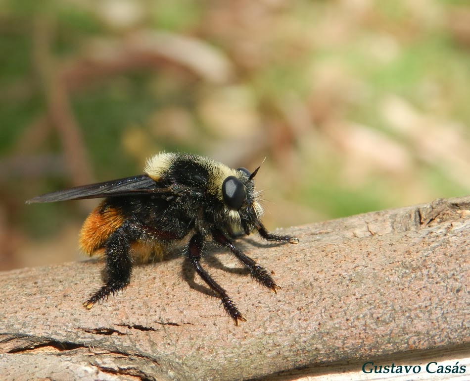 INSECTOS: Mallophora ruficauda - Moscardón cazador de abejas.