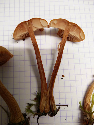 Misidentifying Fungi: Graffham Common Fungus Walk