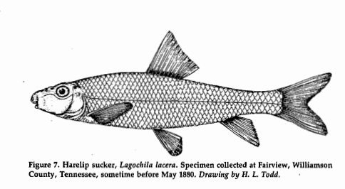 Can we predict how humans will go extinct?: The Harelip Sucker Fish