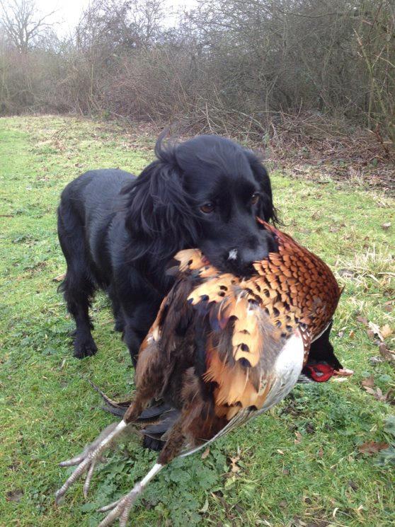 Cocker Spaniel - Hunting: Στο κυνήγι με τα Κόκερ Σπάνιελς (εικόνες ...