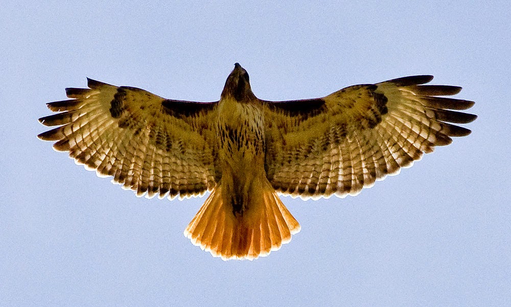 Lone Wolf Concerto: HAWK DESCENDING