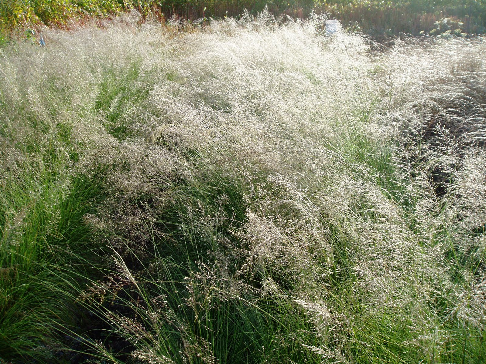 Lovegrass Farm: Morning Dew on Our Ornamental Grass at Lovegrass Farm ...