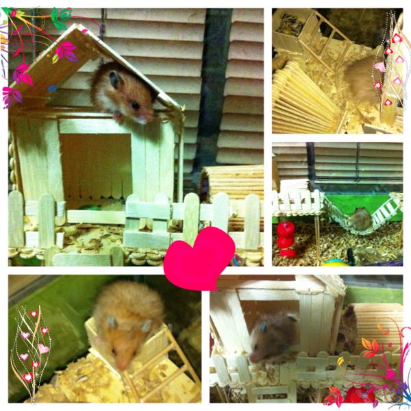 sanity...(fades): HAMLET, my adorable Syrian hamster