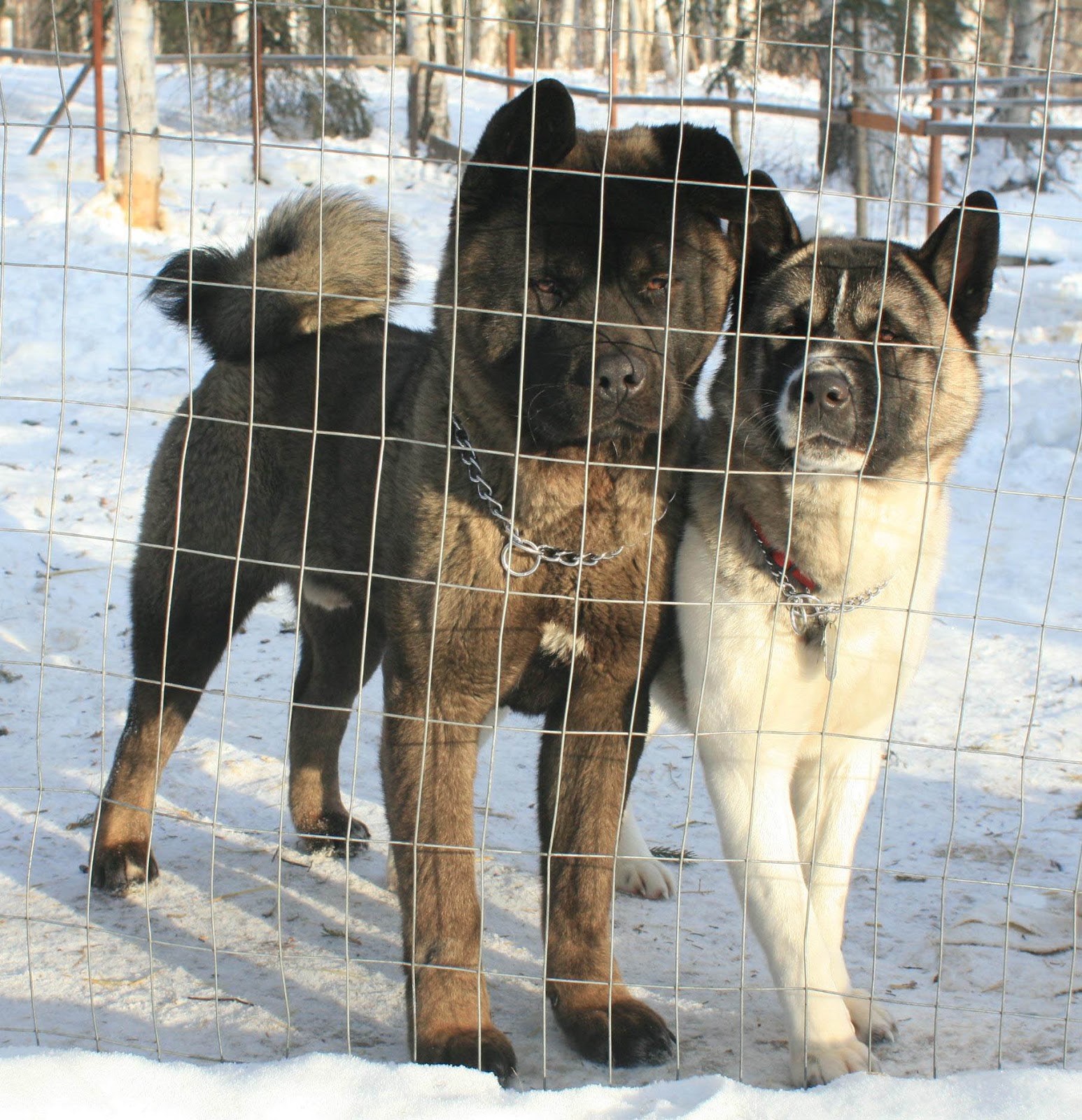 Melissa Arctic Akitas: AKC Akita Puppies Available Spring 2018