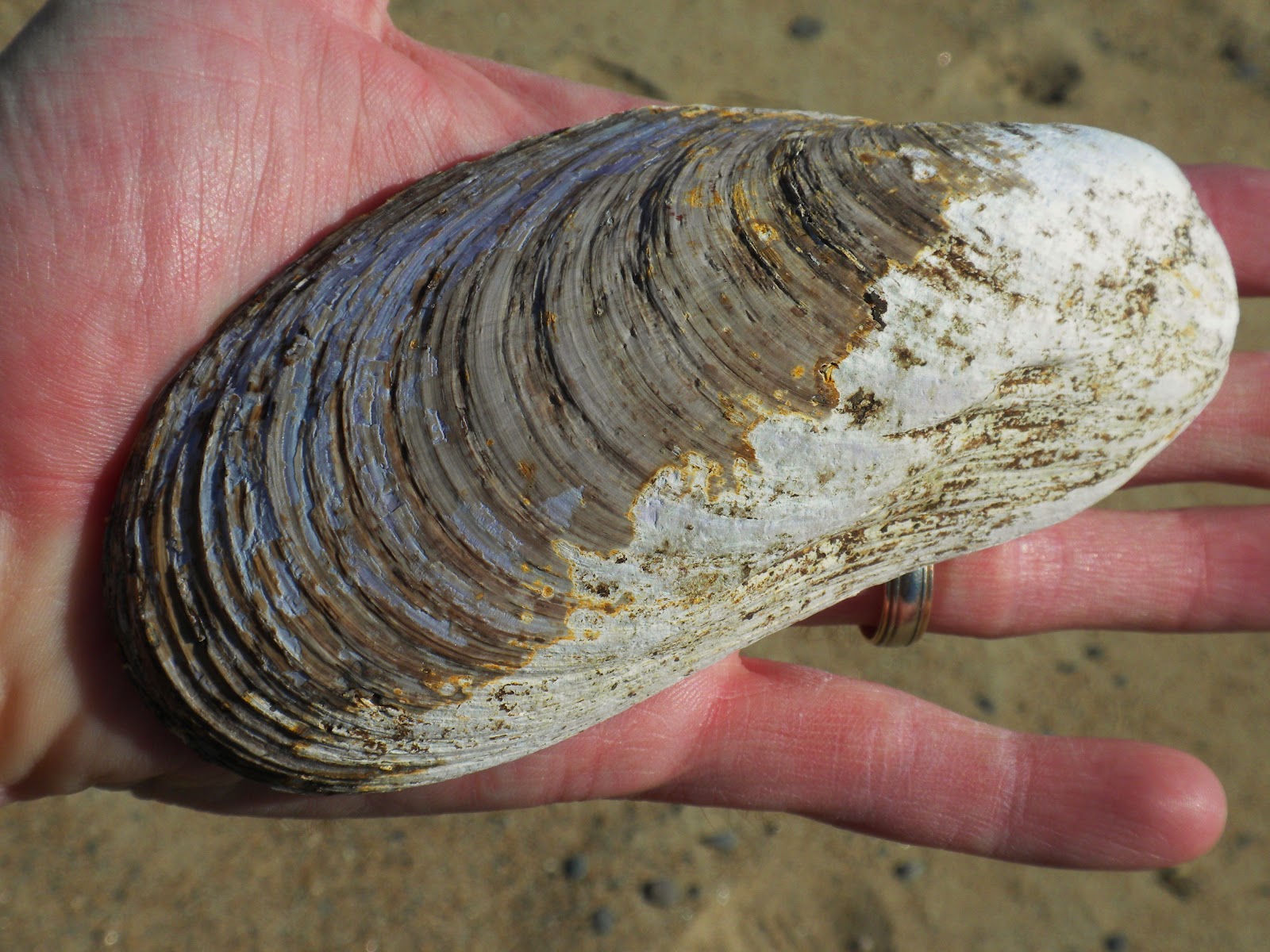 The Flotsam Diaries: Collection Report April 3, 2012